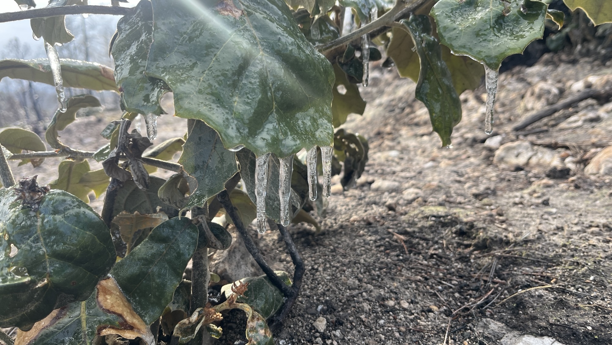 25/26 Mexico Week 5 – Tales from Pine Forests – Marta and Chester's Maleficent Adventures